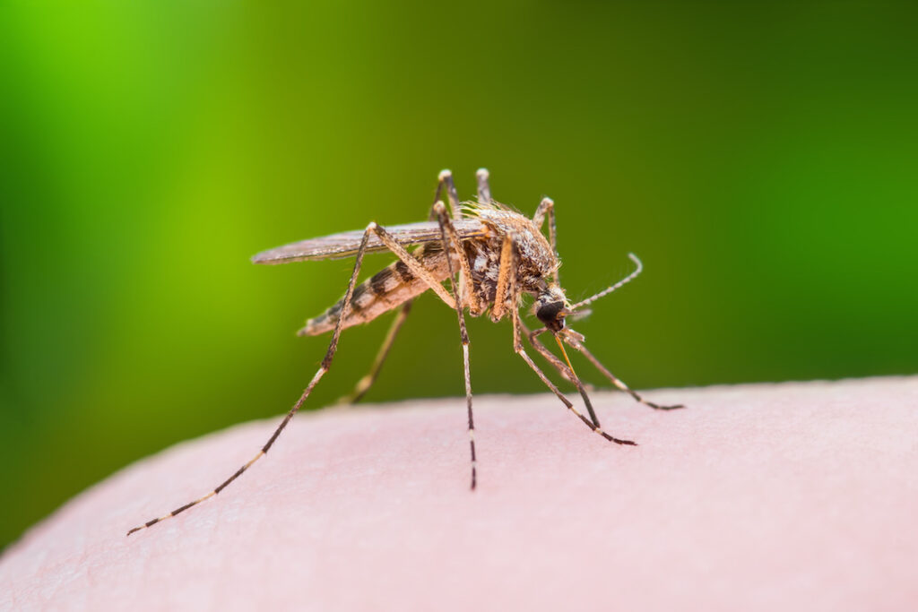 Qué Tipo De Luz Atrae Más A Los Mosquitos Y Por Qué